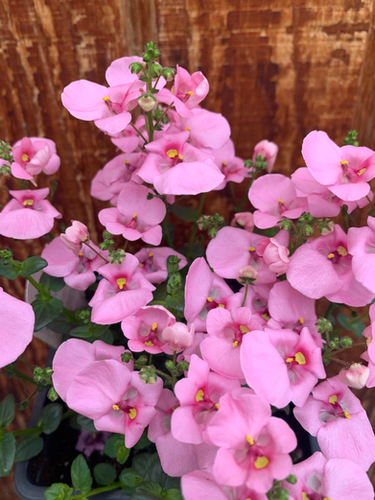 Diascia - Darla Light Pink | Mysite