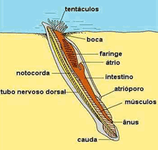 Protocordados