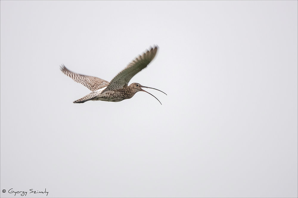 The 2018 World Shorebirds Day campaign opens