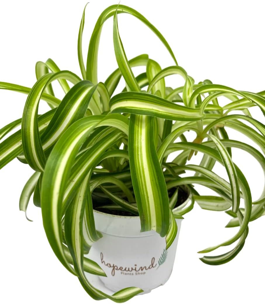 hopewind plants shop | online live plant store