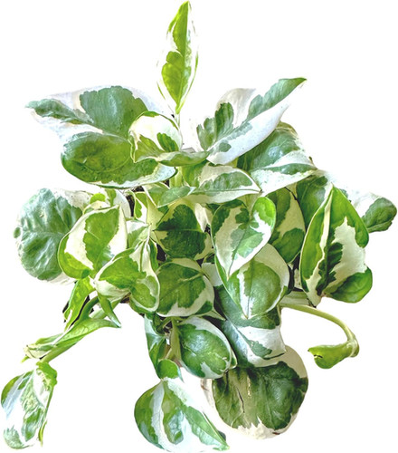 Hopewind Plants Shop- Pothos N’Joy Live Indoor Plant, 4 inch | My Site