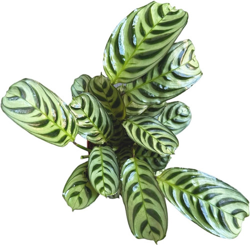 Hopewind Plants Shop- Calathea Burle Marx, Fishbone Prayer Plant 4 inch ...