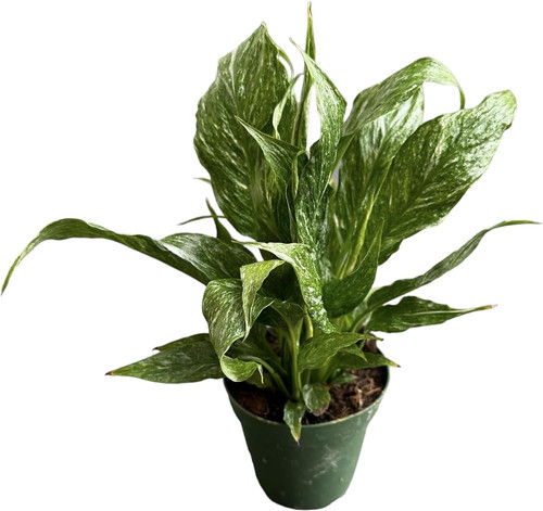 Hopewind Plants Shop- Variegated Peace Lily Live Indoor Plant, 4 inch ...