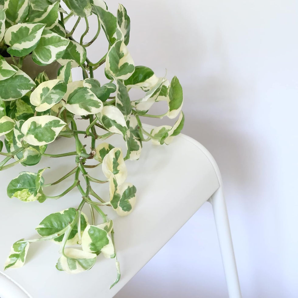 hopewind plants shop | online live plant store