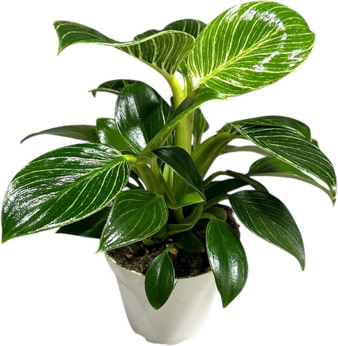 Hopewind Plants Shop- Philodendron Birkin, Live Indoor Plant, 4 inch ...