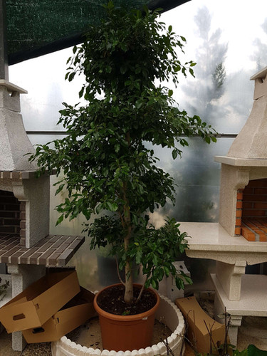 Ficus nitida | Viveiros de São João