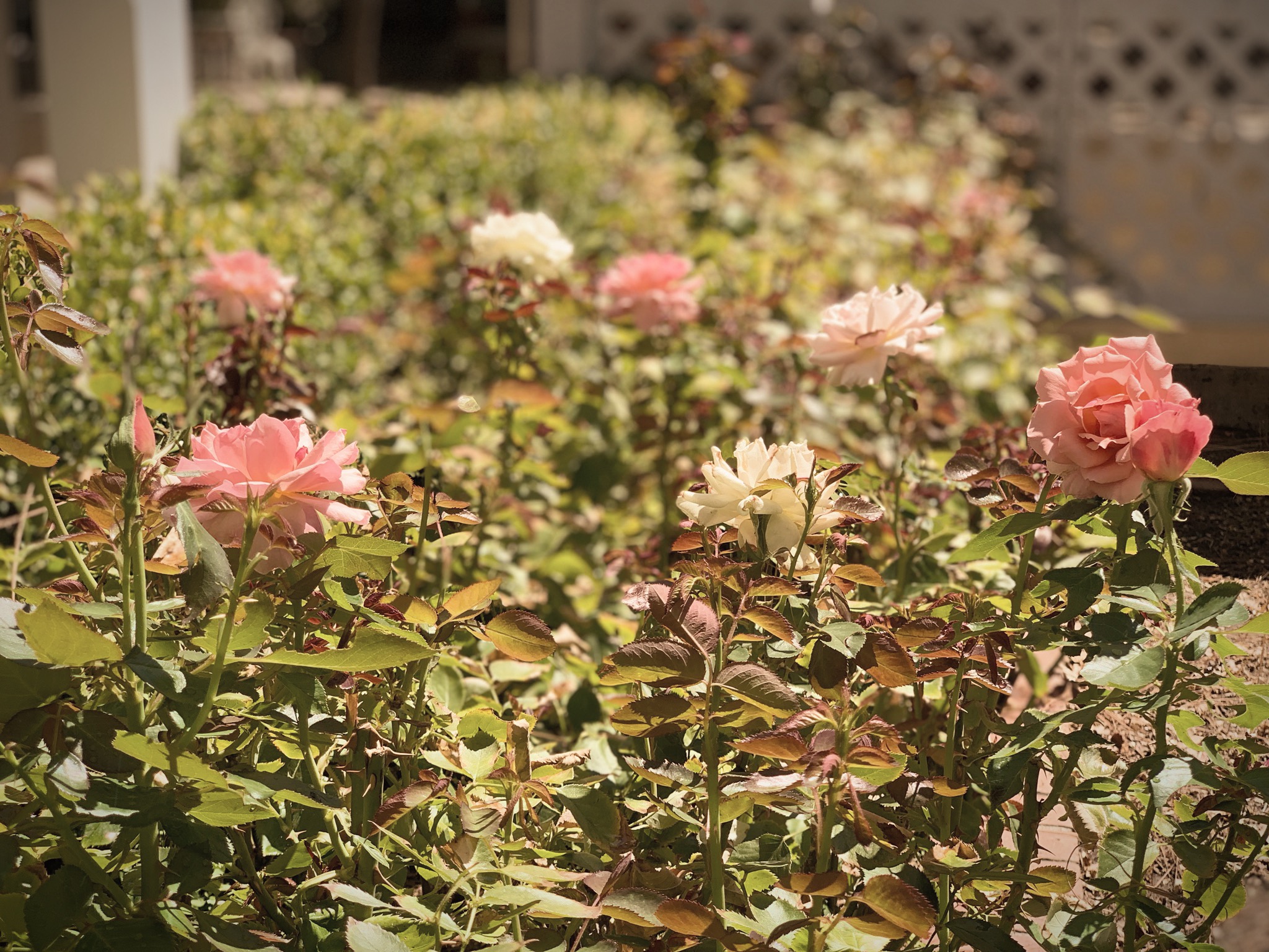 Gallery | Thatcher Manor Weddings | Riverside County