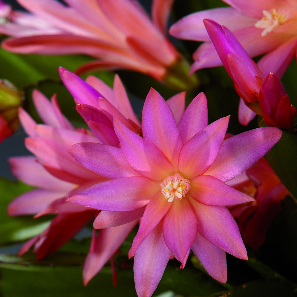 SPRING CACTUS | harster-greenhouses