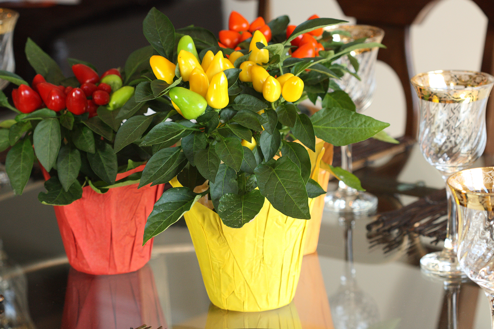 ORNAMENTAL PEPPERS | harster-greenhouses