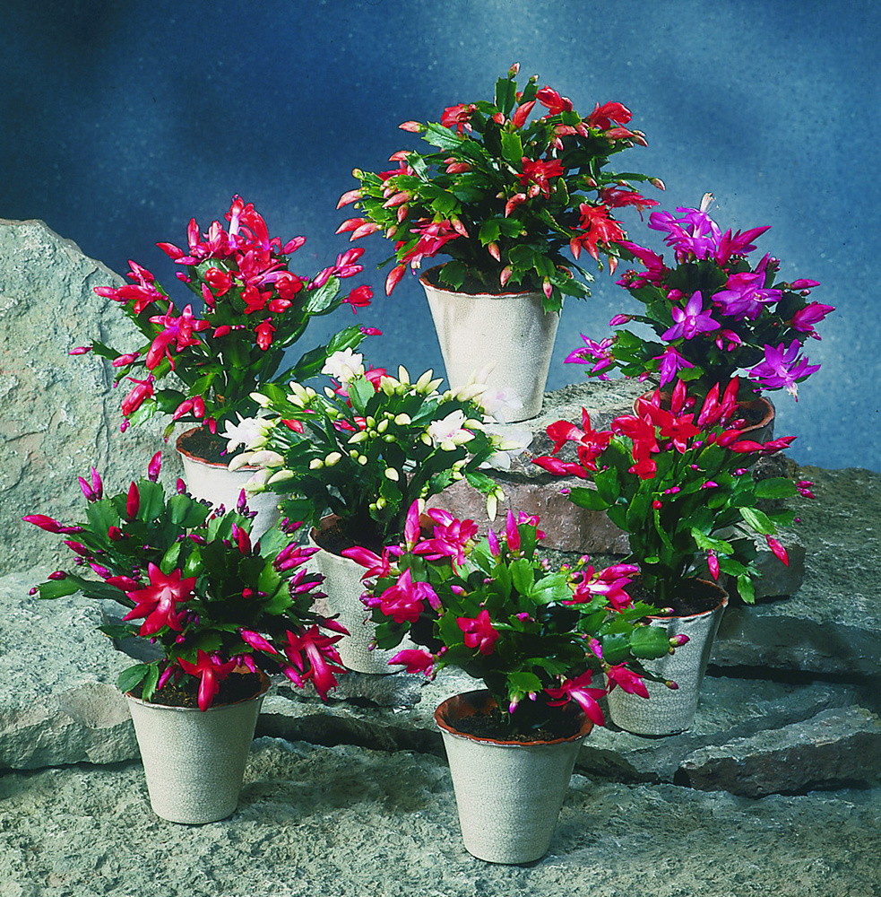 SPRING CACTUS | harster-greenhouses