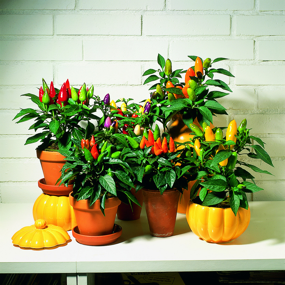 ORNAMENTAL PEPPERS | harster-greenhouses