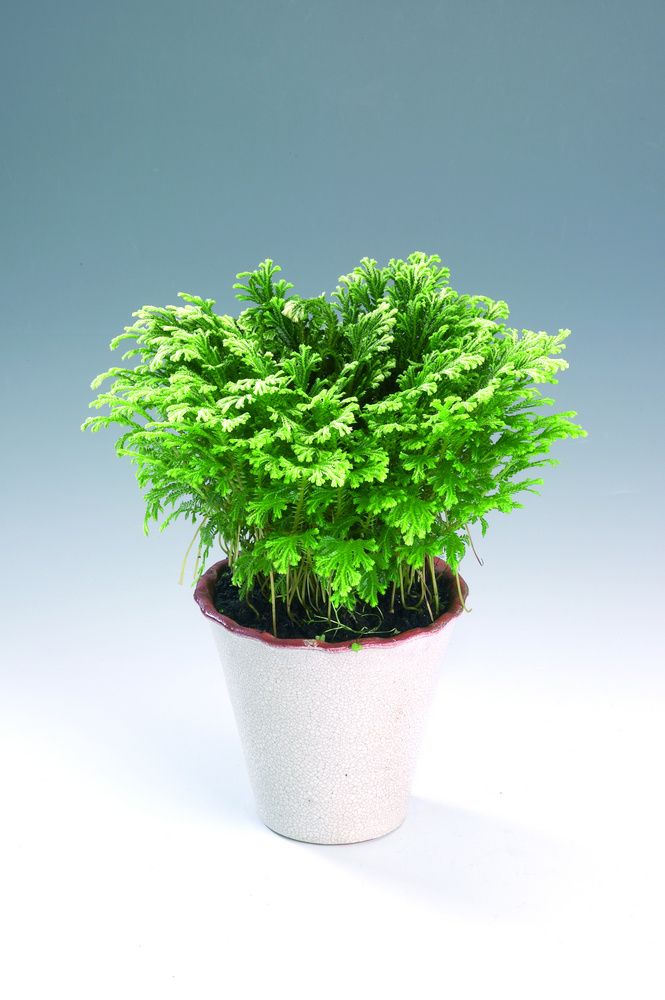 FROSTY FERN | harster-greenhouses