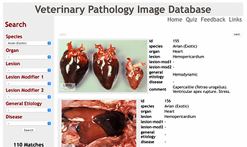 Pathology | EDU+