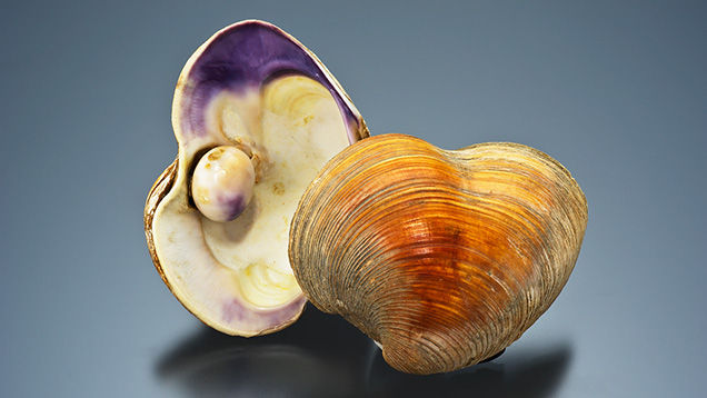 Unique Pearls To Collect