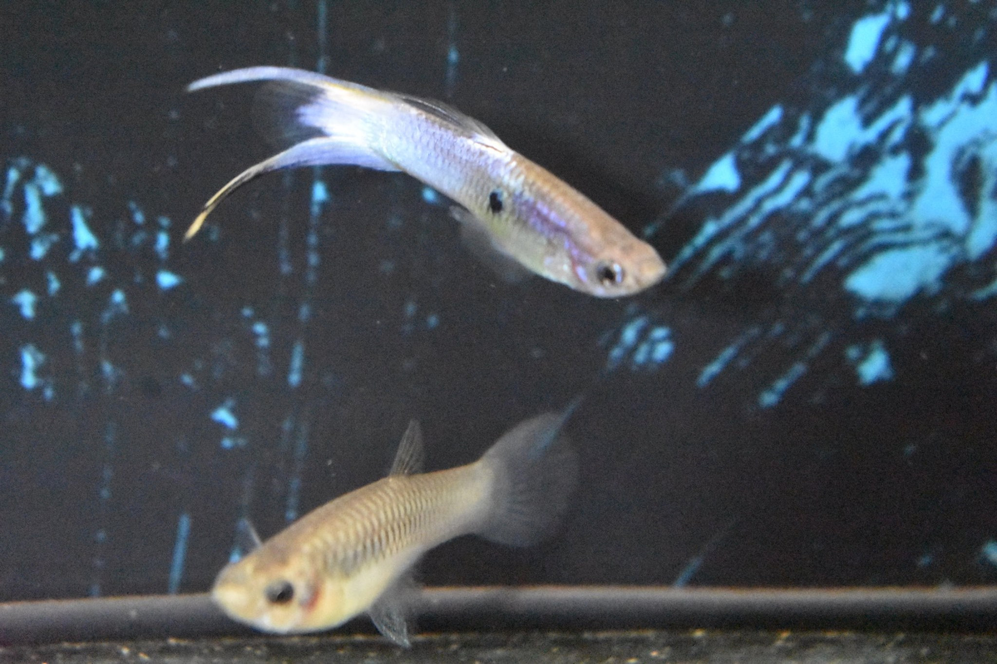 japan blue endler pair 2.5cm+ | Fishfarmdirect