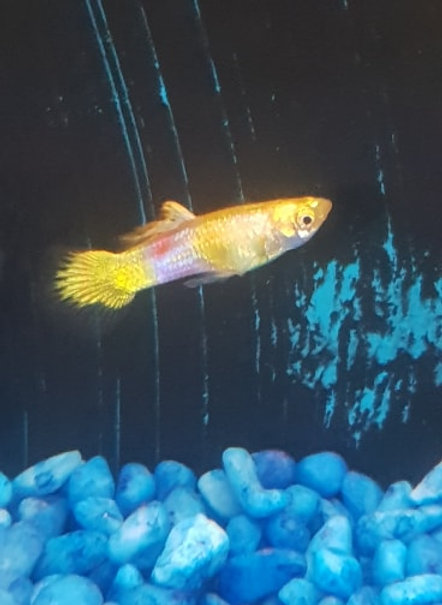 5 neon gold rainbow endler male guppy 2 to 3.3cm | Fishfarmdirect