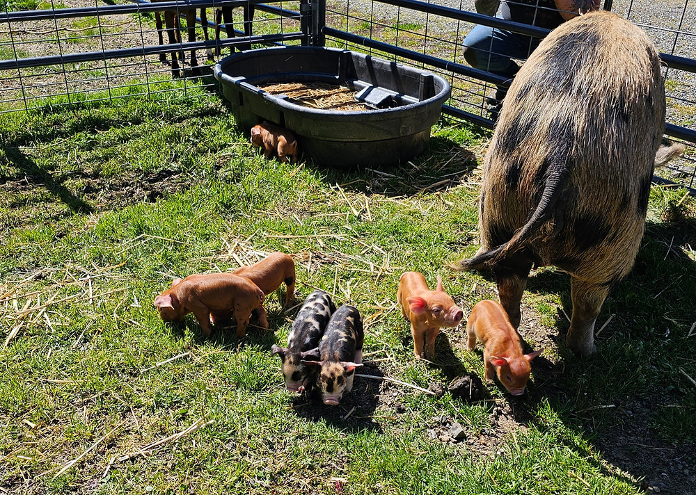 Spring is in the air, and piglets are on the ground!