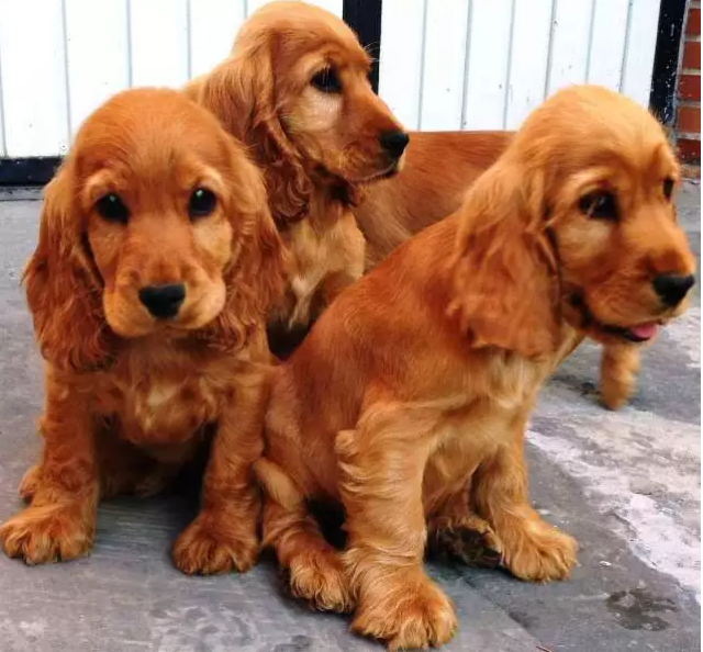 Cocker Spaniel