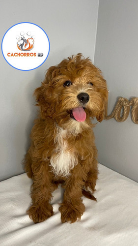 Rusty - Cava Poo Macho | Cachorros RD