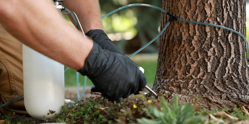 Tree drench Injection | All Around Pests and