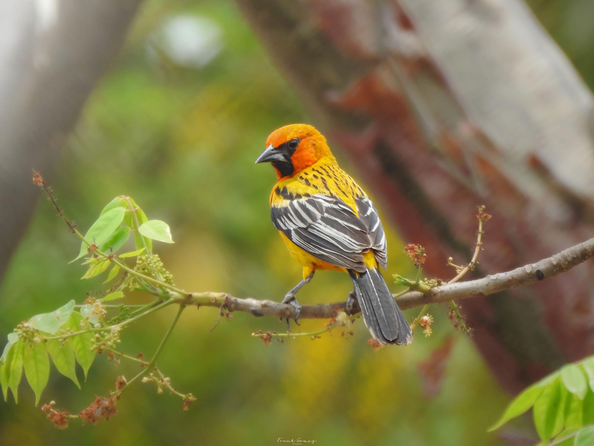 Chacalas 2nd annual Bird Festival | chacalacultural