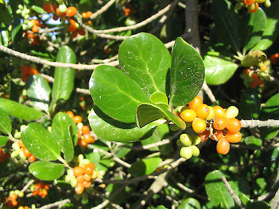 Coprosma repens - Taupata | NgatakiNativePlants