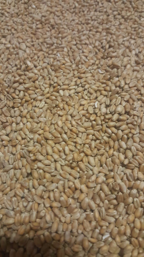 Wheat/Barley | INTABAZWE AGRI