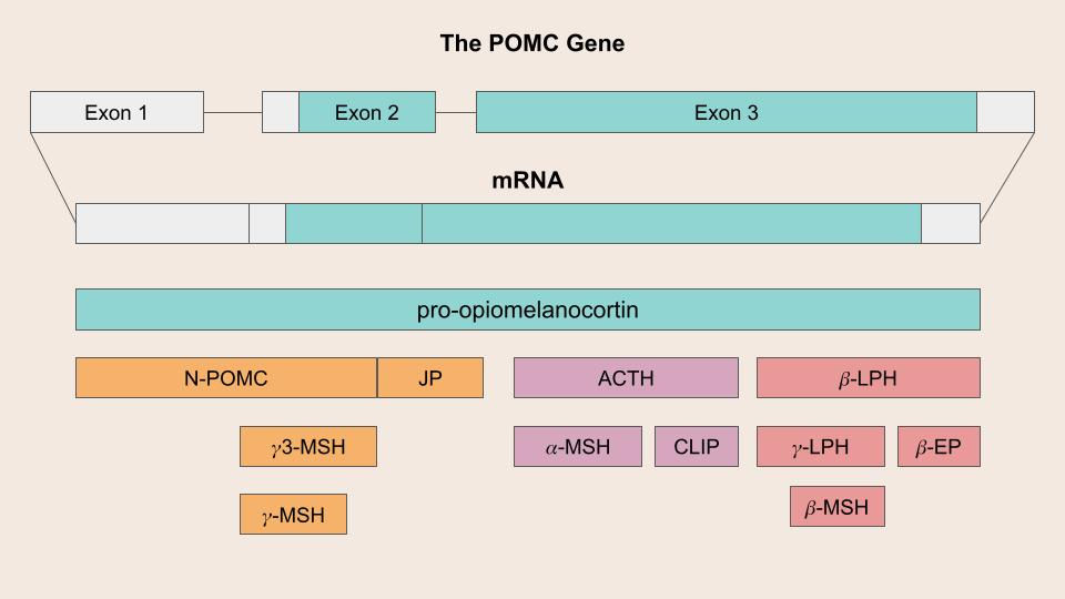 🧬 All Things You Need to Know About the POMC Gene