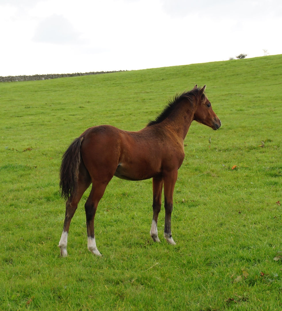 For Sale | hilin