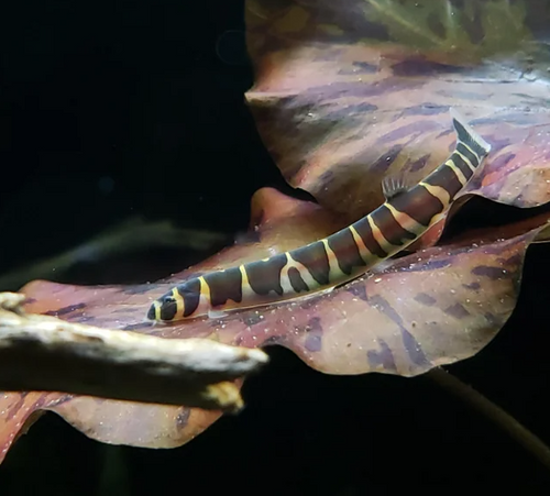 Striped Kuhli Loach (3 pack) | ZYN AQUATICS