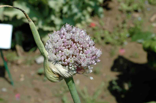 Allium porrum | La Bouichère