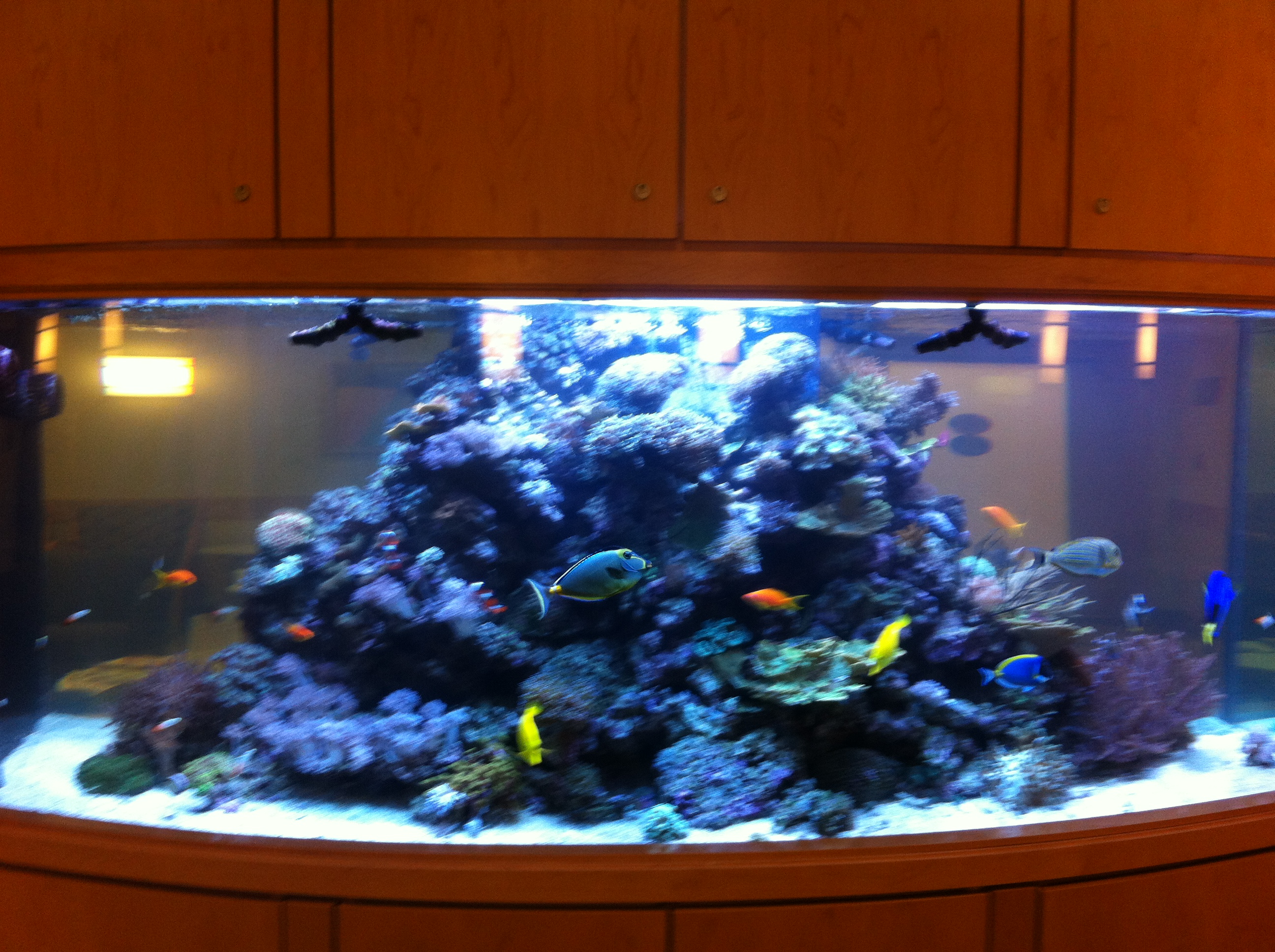Custom Aquariums | somethingfishyinc_website