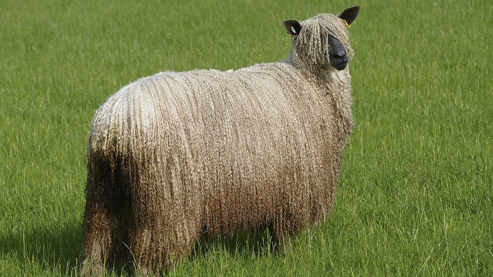 Choosing British Wool