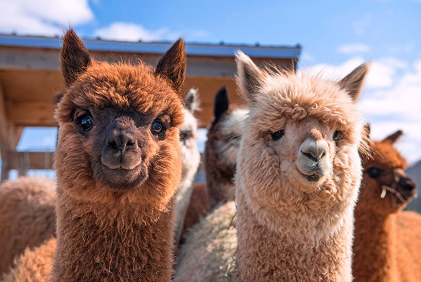 Let's Talk Alpacas!