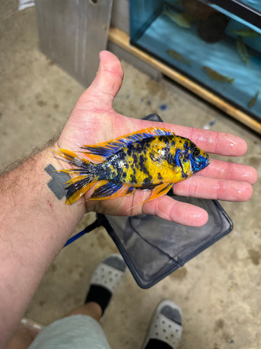 OB lwanda 4-5 | Steven Cichlids LLC