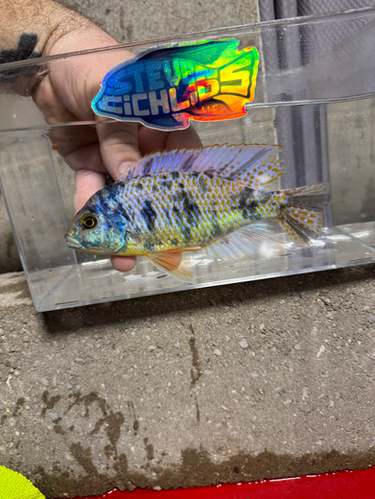 7-8” Protomelas Marginatus OB sizes can vary price | Steven’s Cichlids