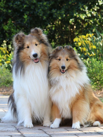 Winterfell Shetland Sheepdogs | Georgia Shelties