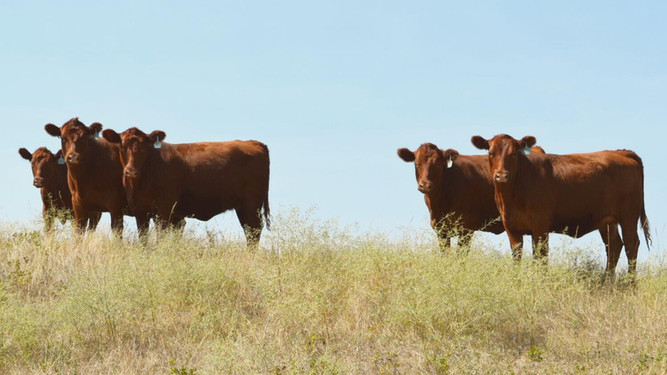 Orton Ranch Red Angus | Ainsworth Nebraska | Herd Sires