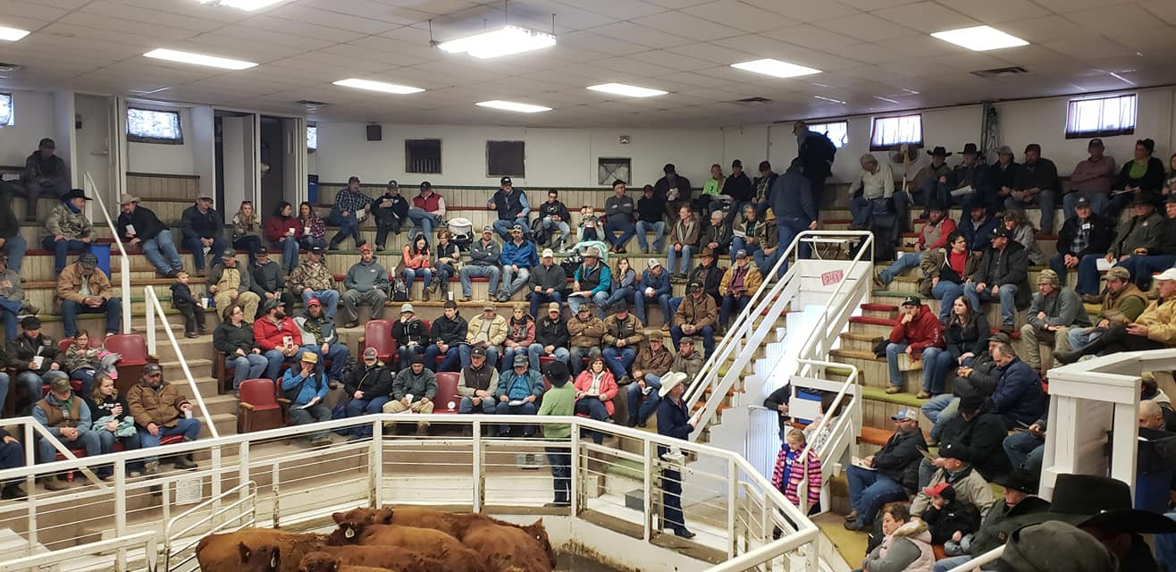 Orton Ranch Red Angus | Ainsworth Nebraska | 2019 Sale