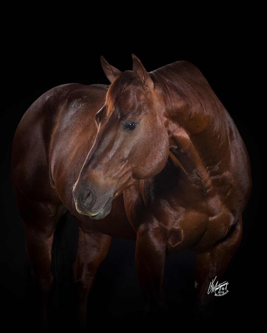Niobrara Rocket | Weber Quarter Horses
