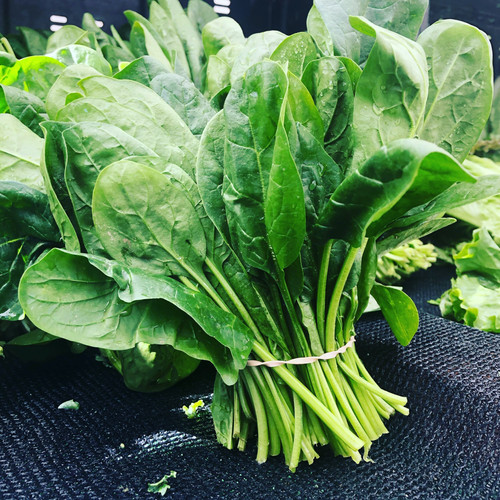 Spinach steamed (BB) | Easy Meals Japan