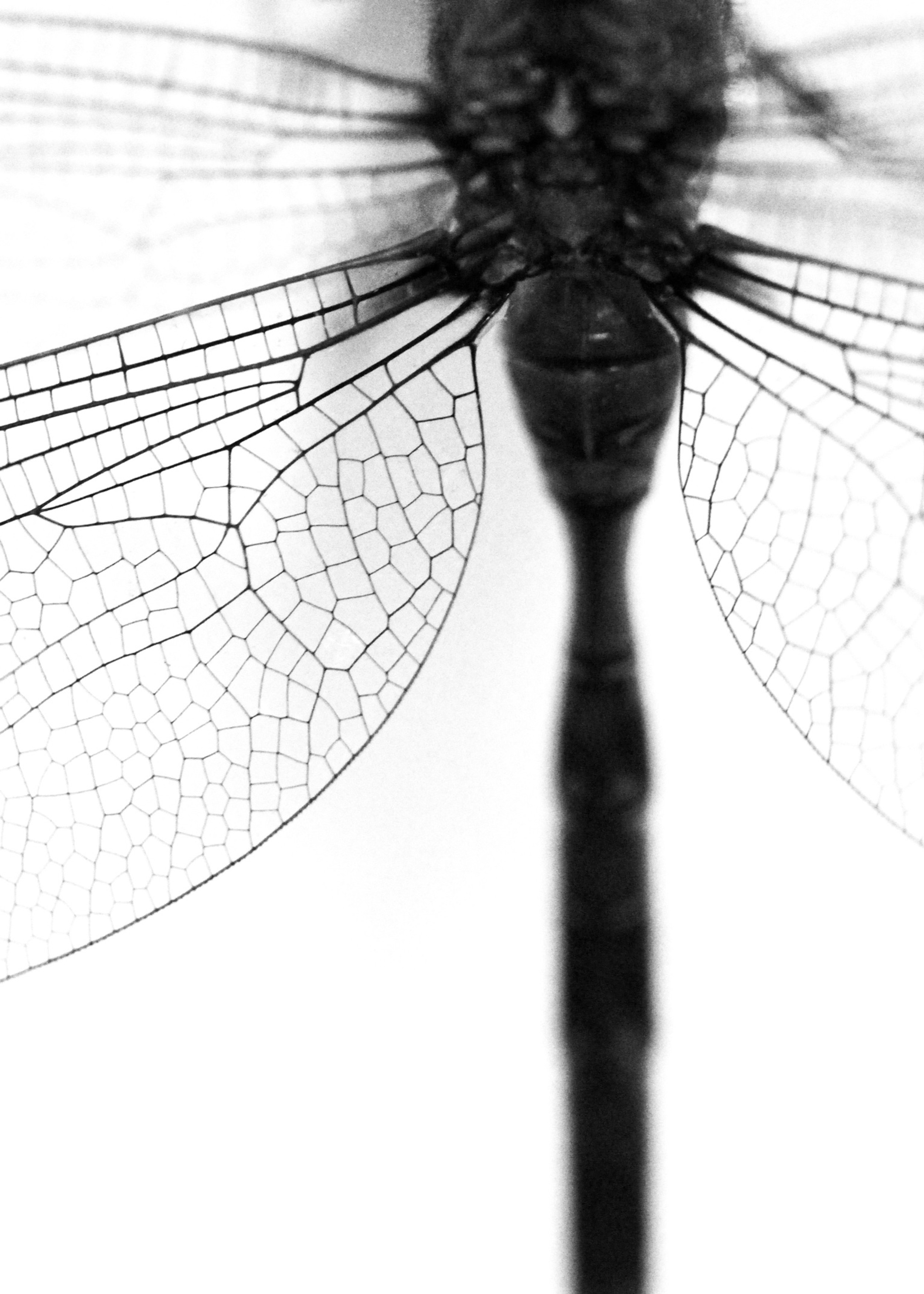 Macro Photography | Linka Lipski Art | England