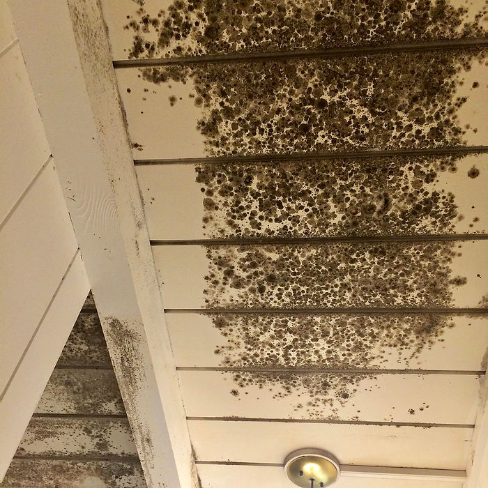 Common Mold Myths Busted!