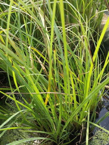 Carex emoryi | Earth Source Inc.