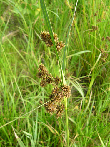 Schoenoplectus acutus | Earth Source Inc.