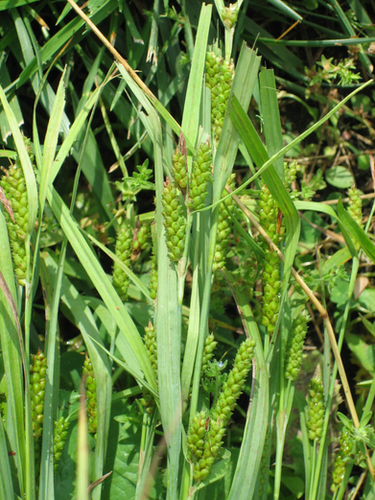 Carex granularis | Earth Source Inc.