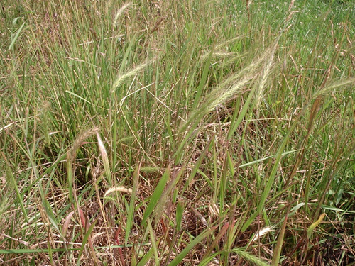 Elymus villosus | Earth Source Inc.