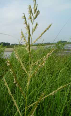 Spartina pectinata | Earth Source Inc.