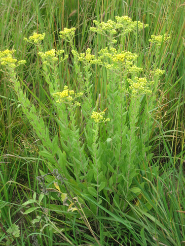 Oligoneuron rigidum | Earth Source Inc.