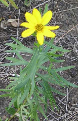 Coreopsis palmata | Earth Source Inc.